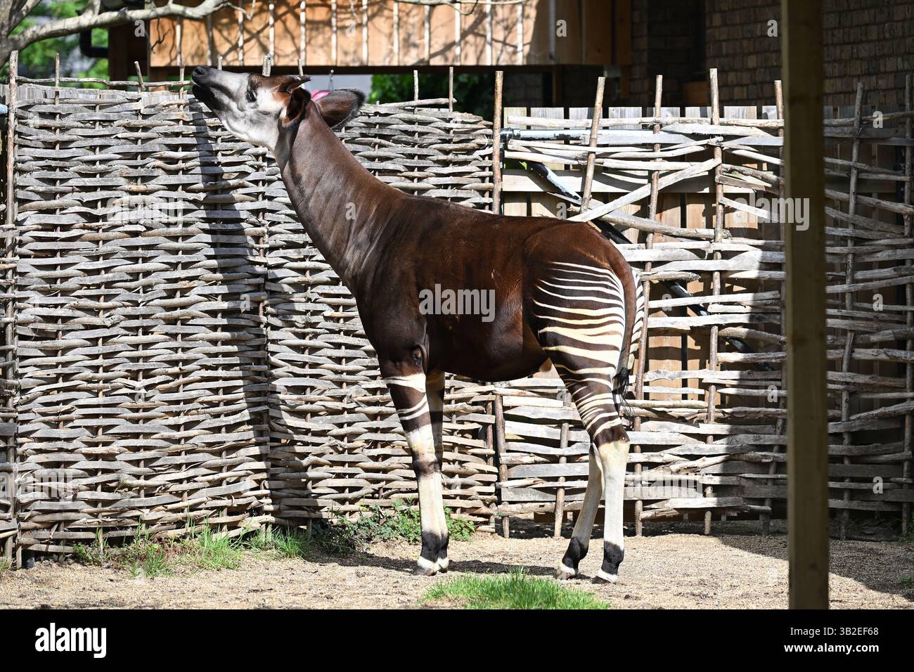 An Okapi in the sun at London Zoo Stock Photo - Alamy