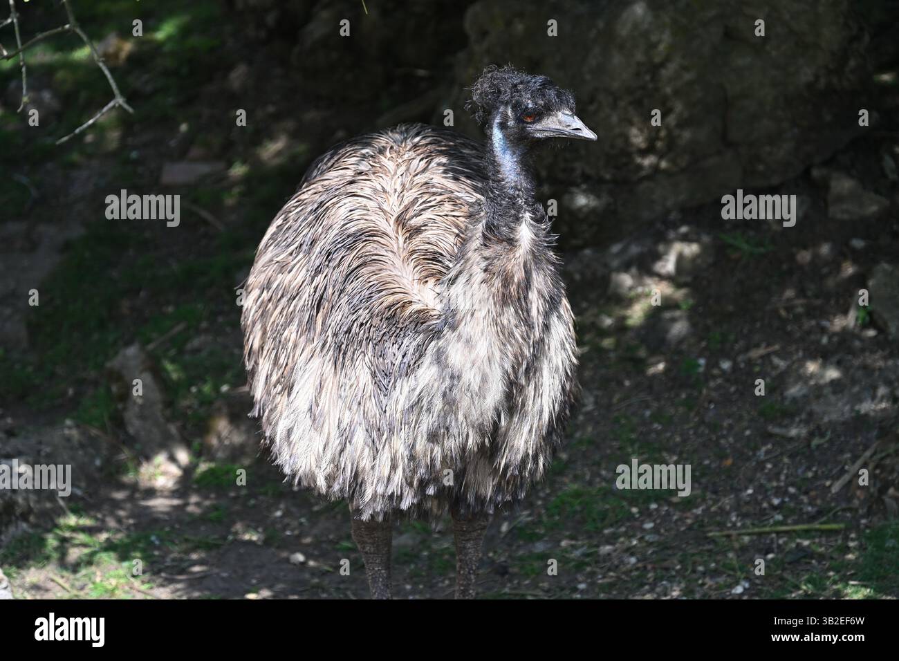 Emu at zoo flightless hi-res stock photography and images - Alamy