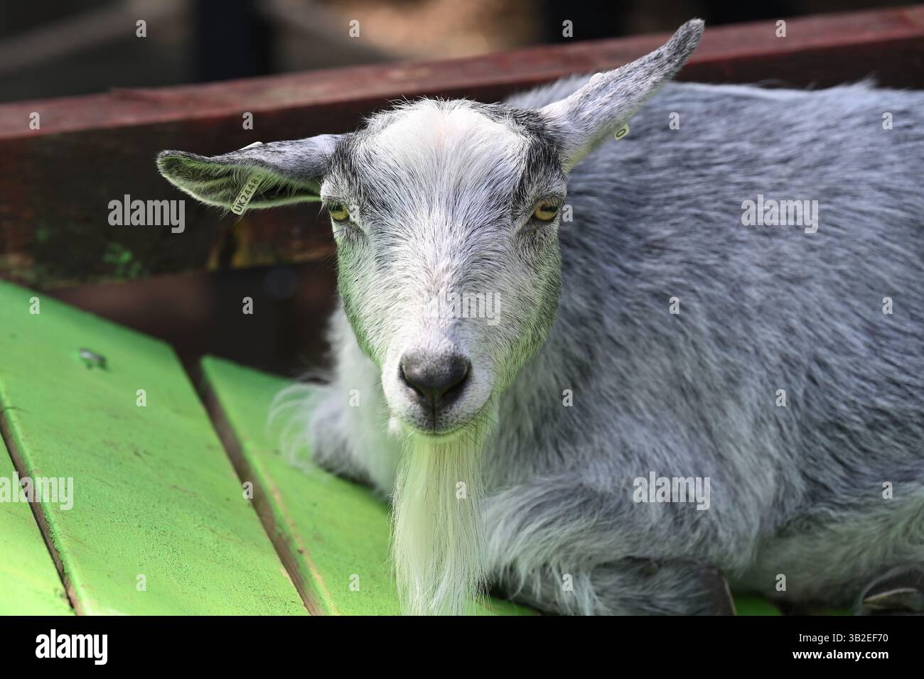 A pygmy goat relaxing at London Zoo Stock Photo - Alamy