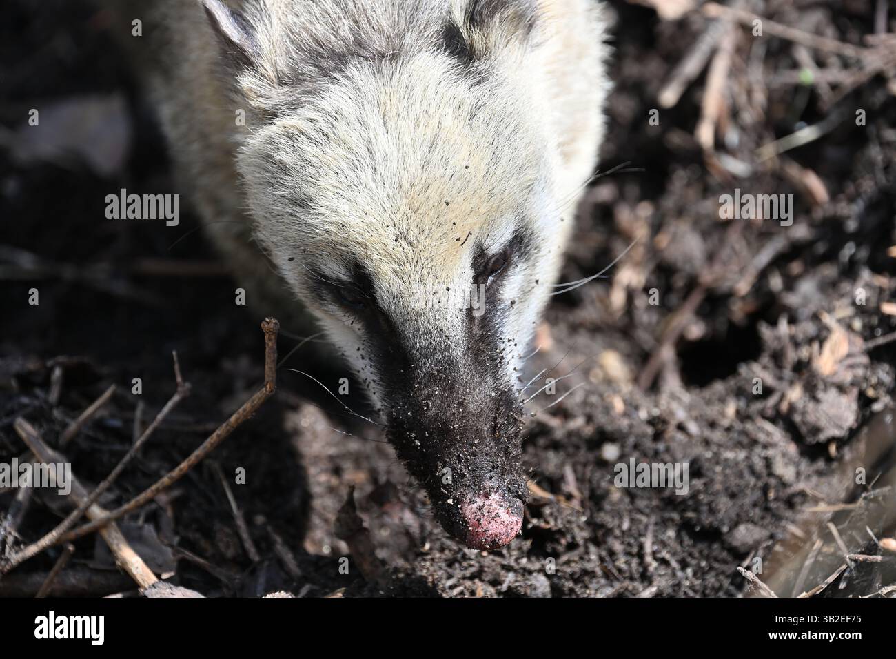 A South American coati foraging for food at London Zoo Stock Photo - Alamy