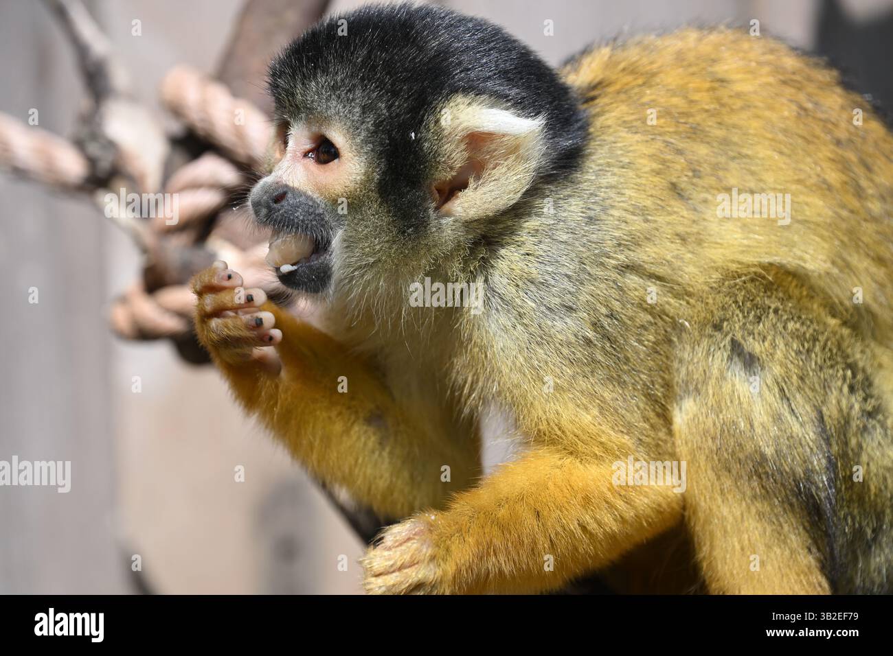 A Black-capped squirrel monkey eating at London Zoo Stock Photo - Alamy