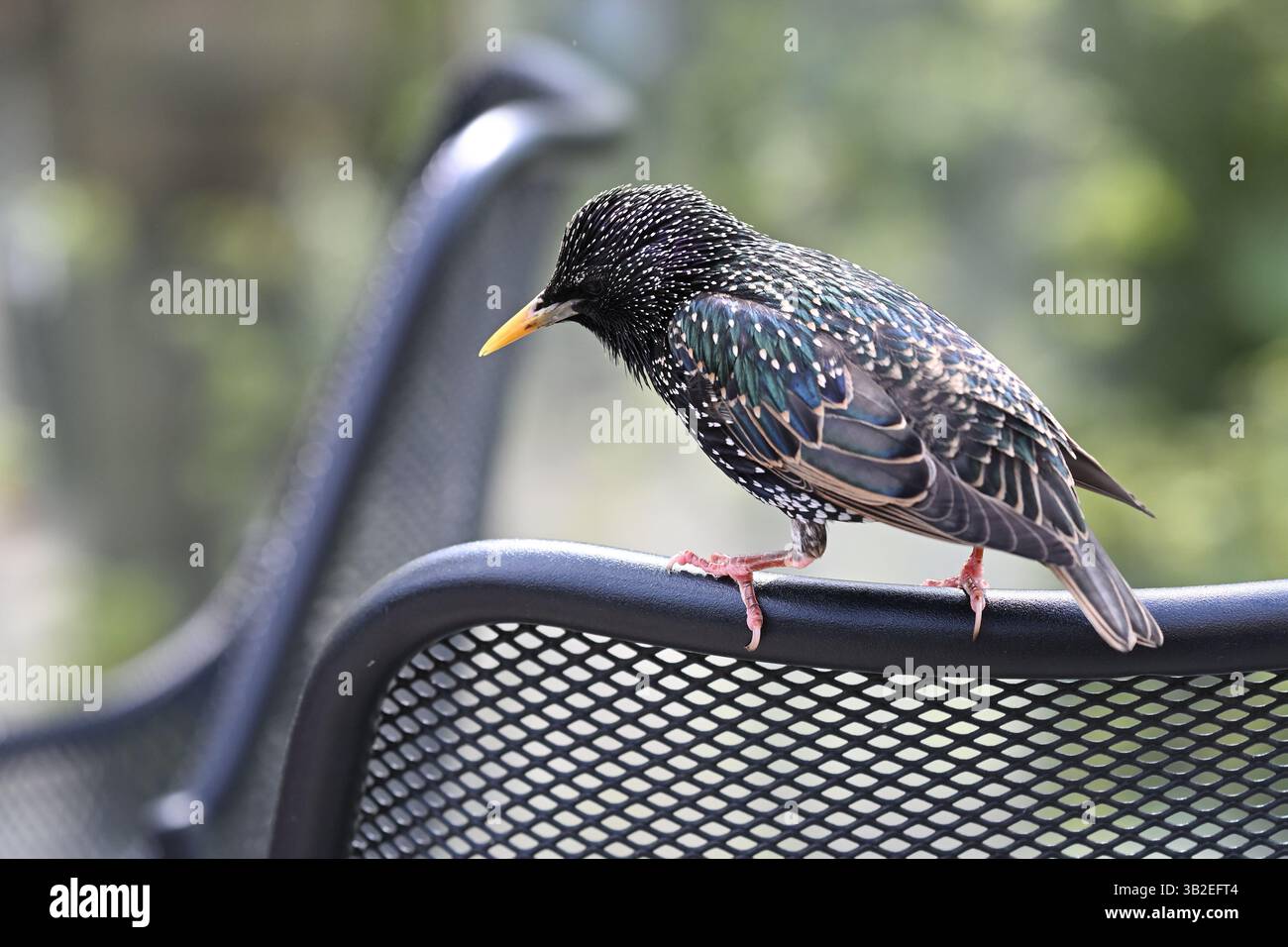 Perched on a chair hi-res stock photography and images - Alamy