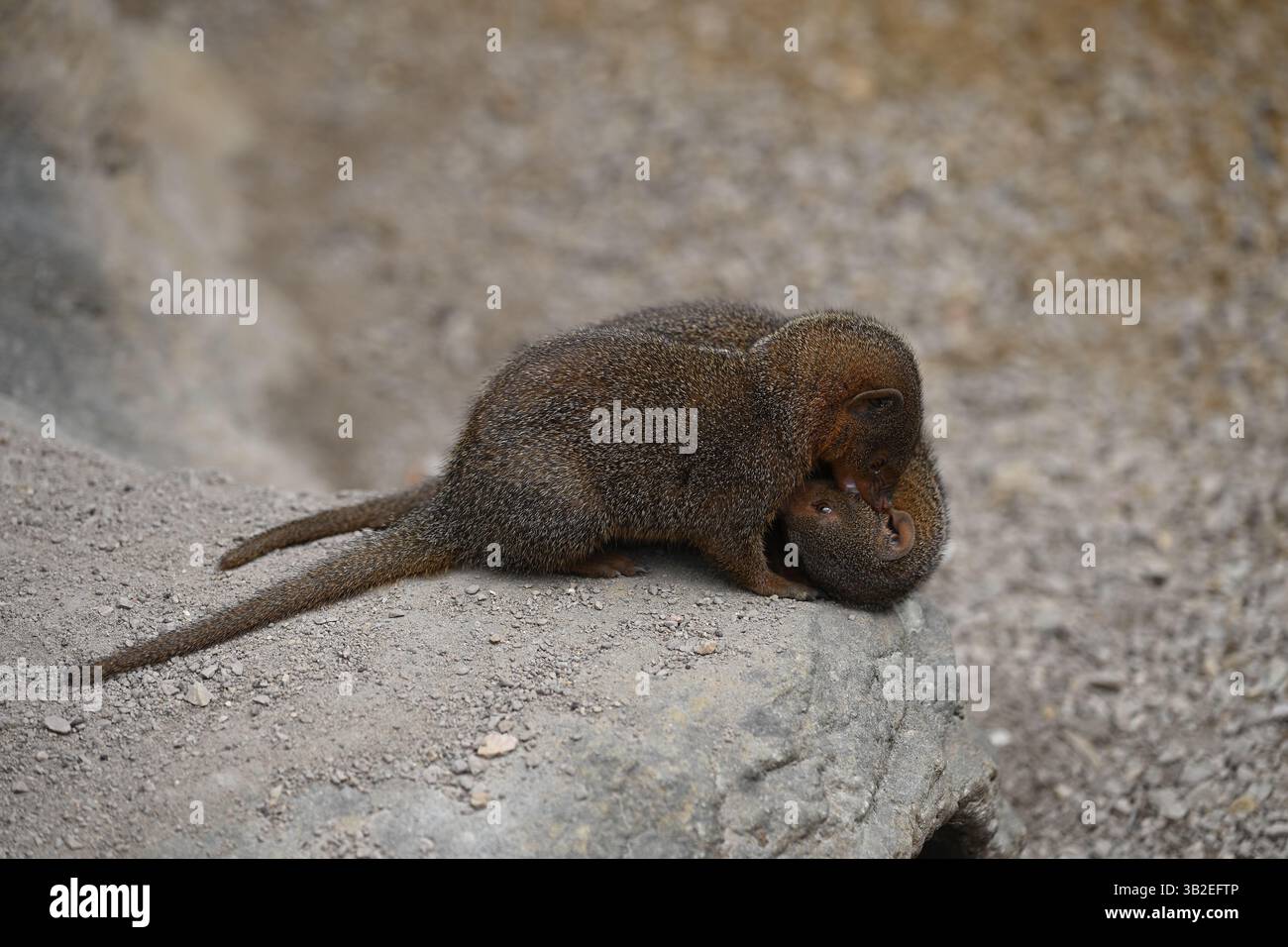 Two Common dwarf mongoose fighting at London Zoo Stock Photo - Alamy