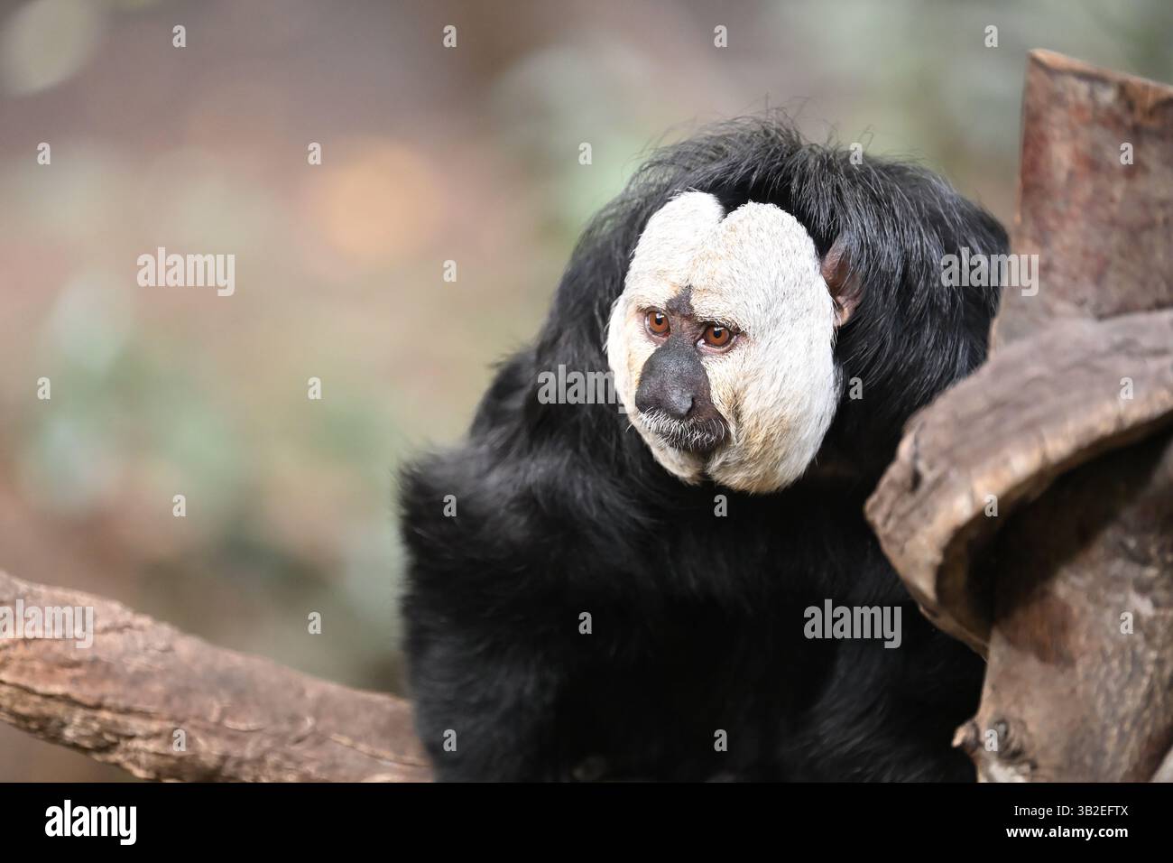 A male White-faced saki monkey at London Zoo Stock Photo - Alamy