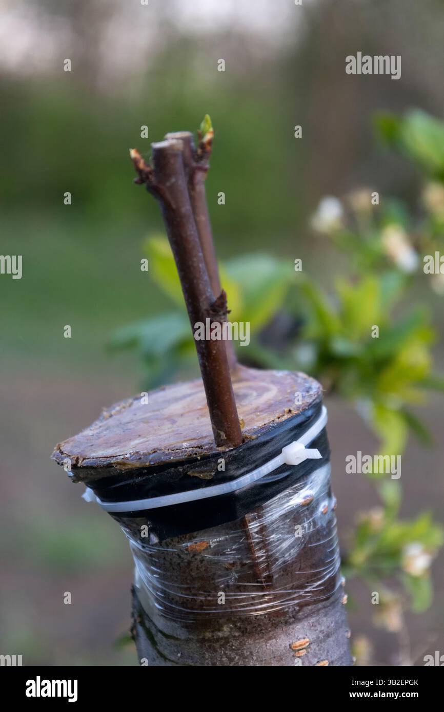 Grafted branch on a plum tree Stock Photo - Alamy