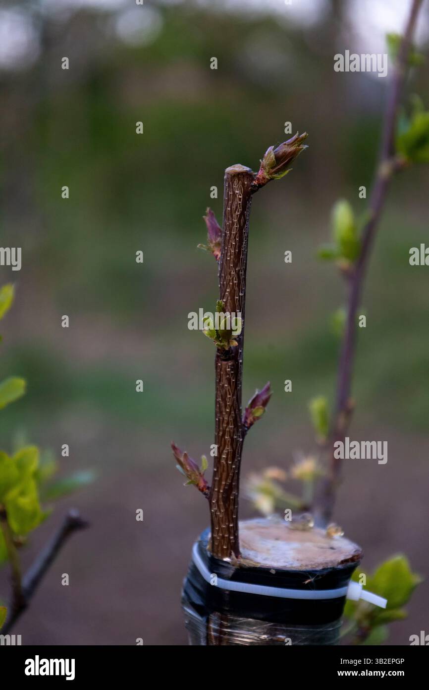 Grafted branch on a plum tree Stock Photo - Alamy