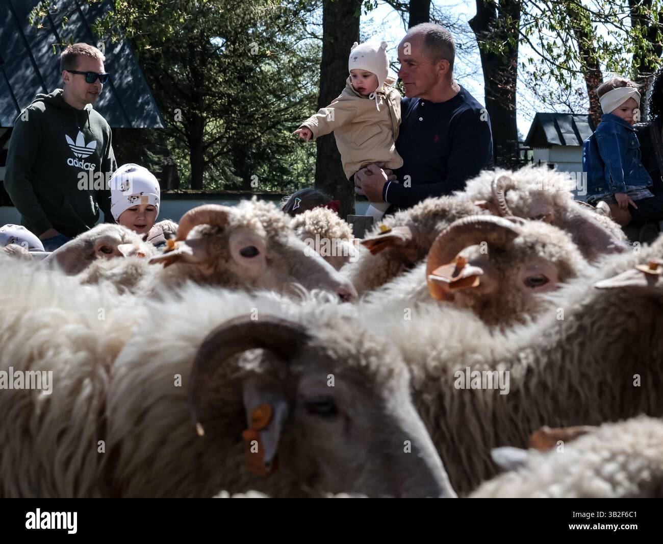 April 27, 2025, Ludzmierz, Malopolskie, Poland: Sheep are gathered in ...
