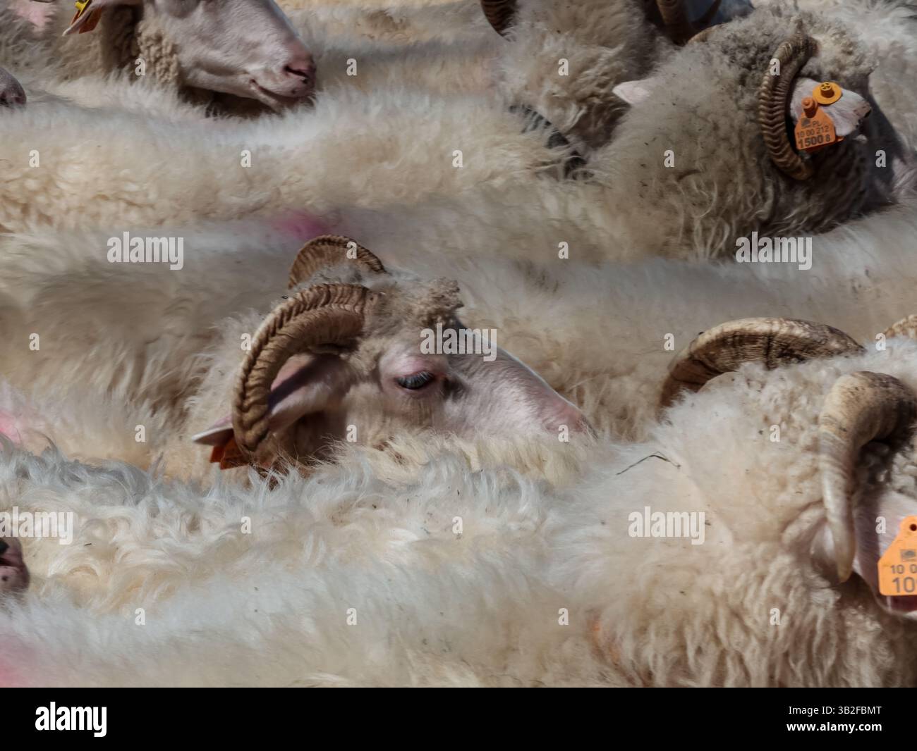 Ludzmierz, Poland. April 27, 2025: Sheep are gathered in front of a ...