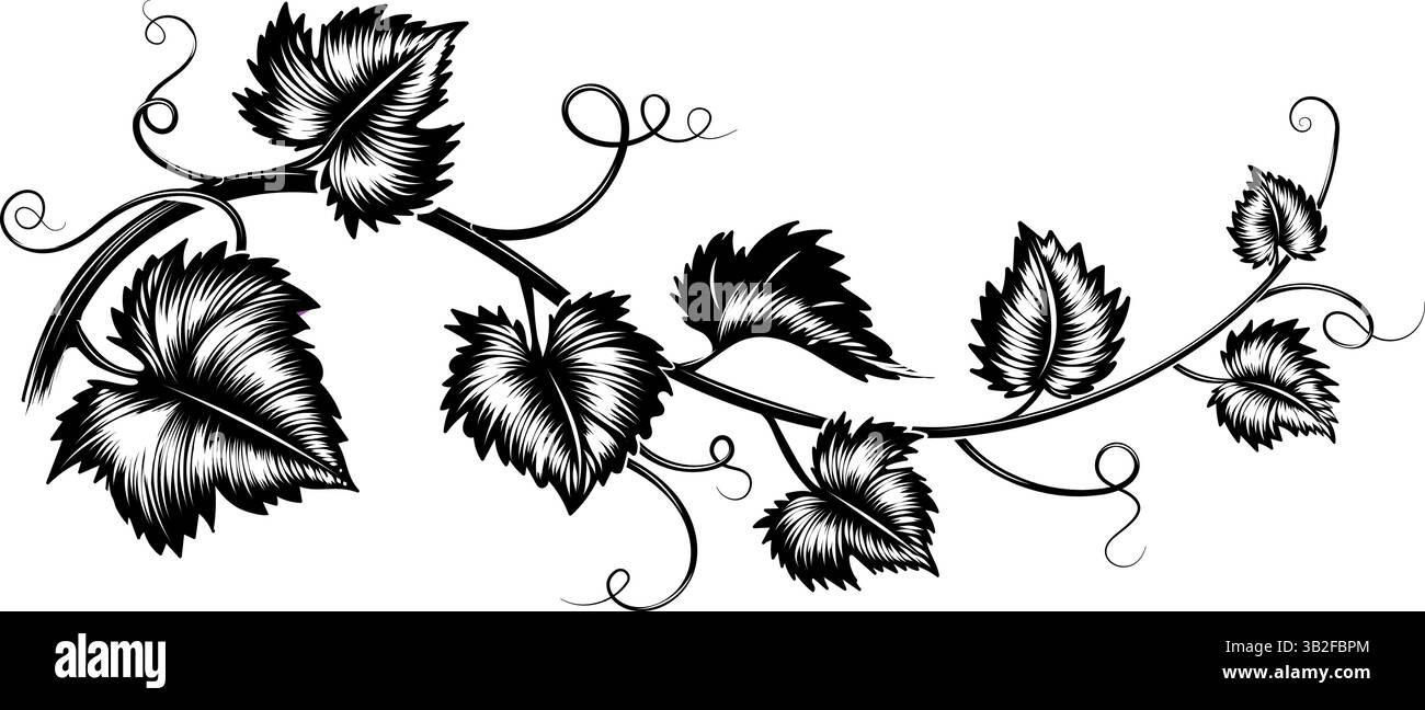 Vine engraved hi-res stock photography and images - Alamy