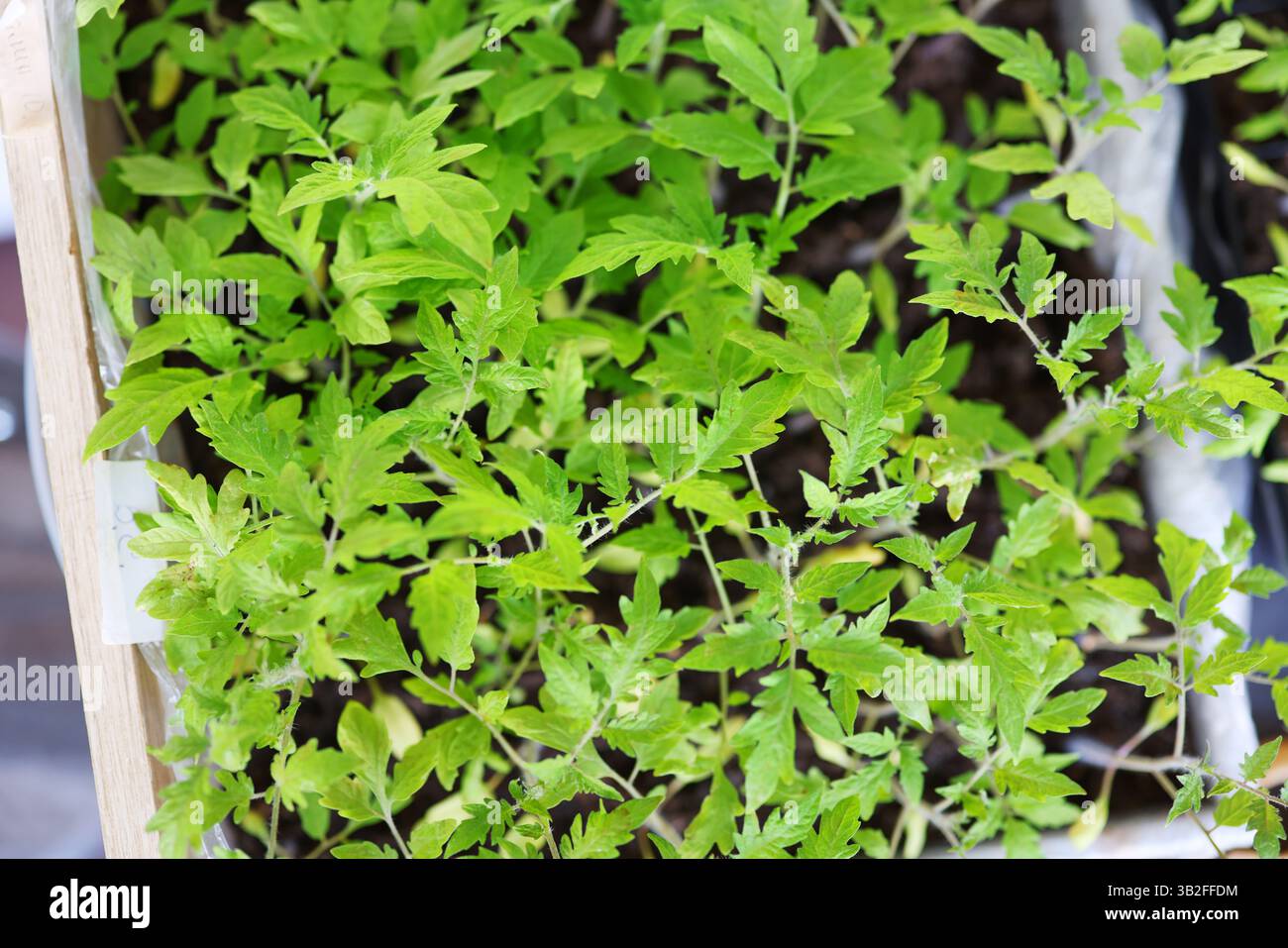 Small vegetable plants in peat pots, a concept of eco-friendly farming ...