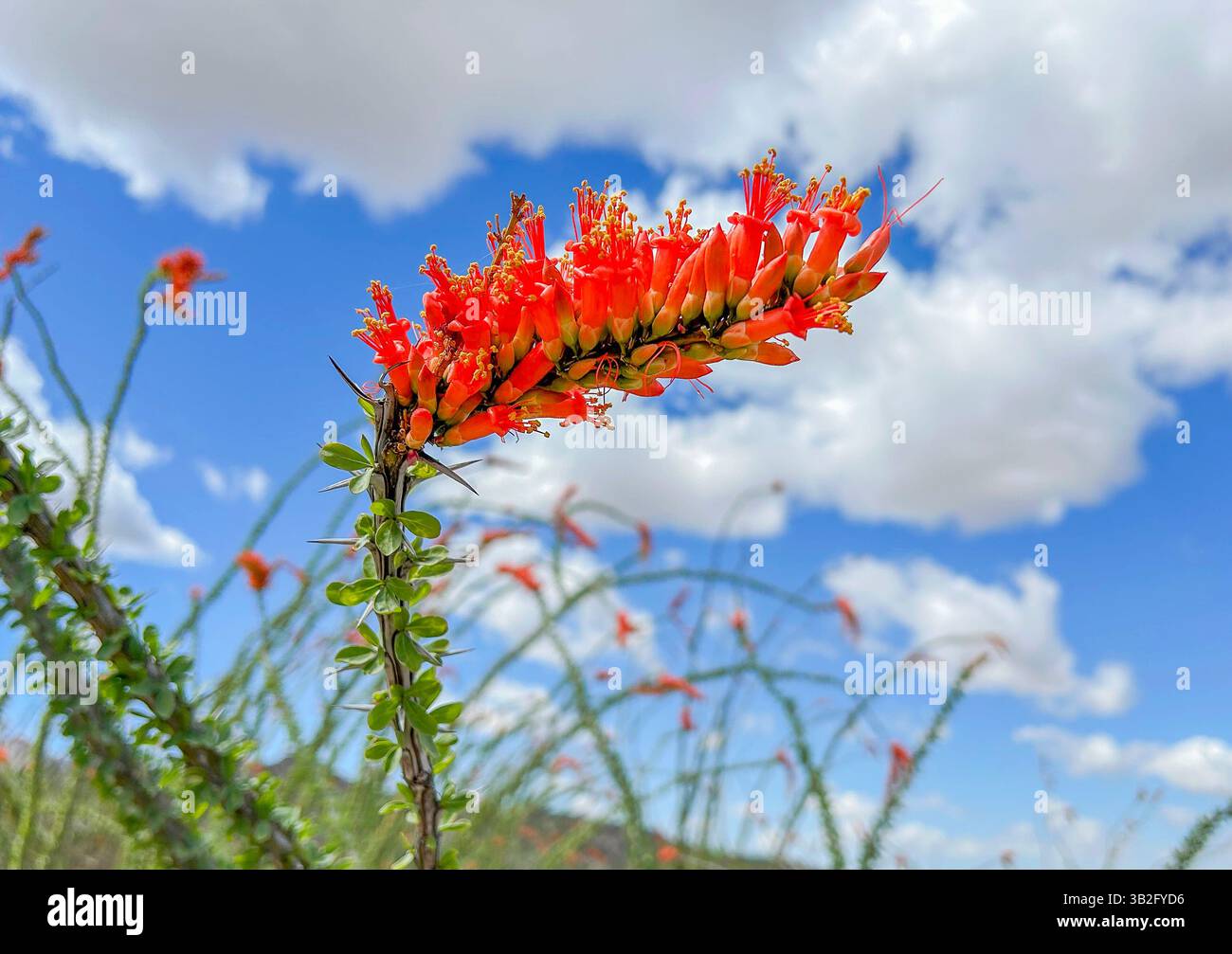 Ocotillo plant fouquieria splendens smartphone stock photos and images ...
