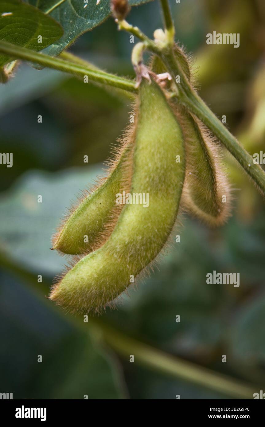 Aug. 19, 2008 - Washington, DC, USA - Soybeans growing in the Power ...