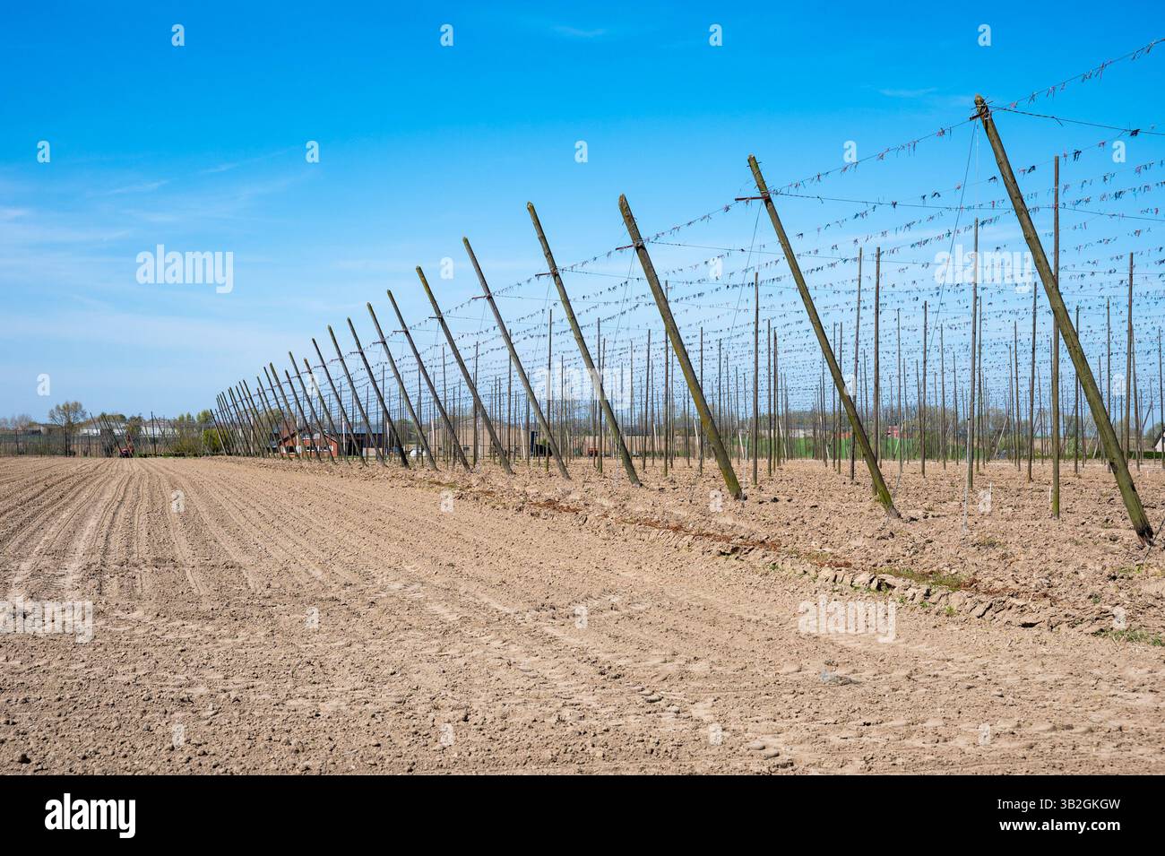 Humulus lupulus common hop plantation with fresh sown soil at the ...