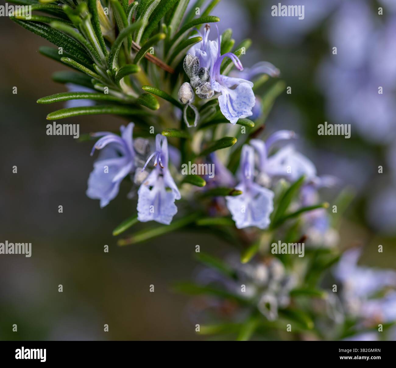Rosemary flowering in the summer sun, Darlington, UK. Credit : Tracy ...
