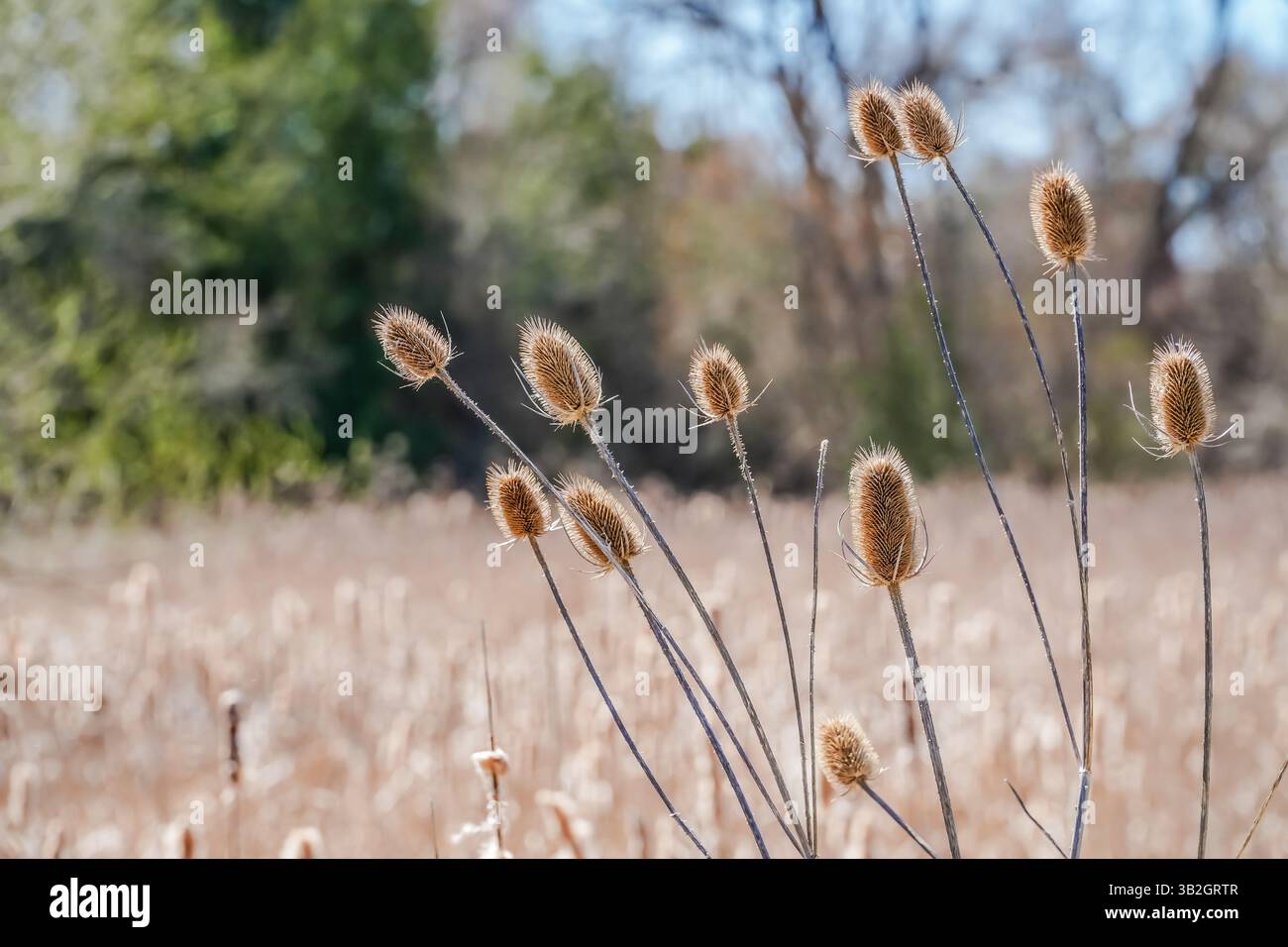 The image shows a group of teasel plants, with prickly seed heads on ...