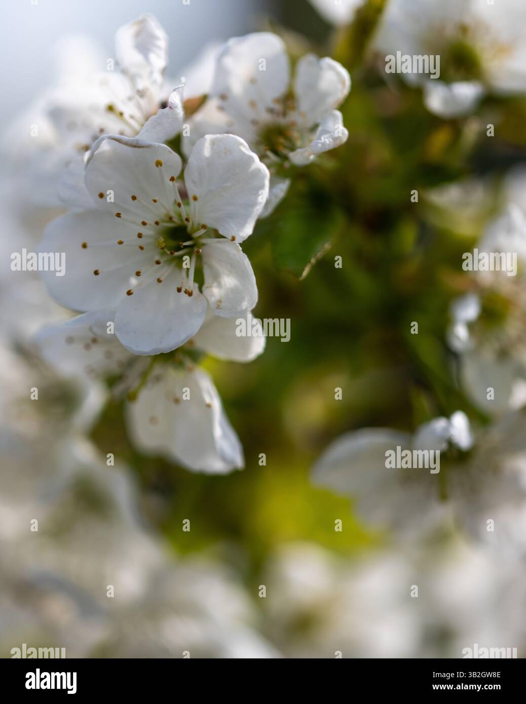 Cherry blossom on the tree. Credit; Tracy Daniel / Alamy Stock Photo ...
