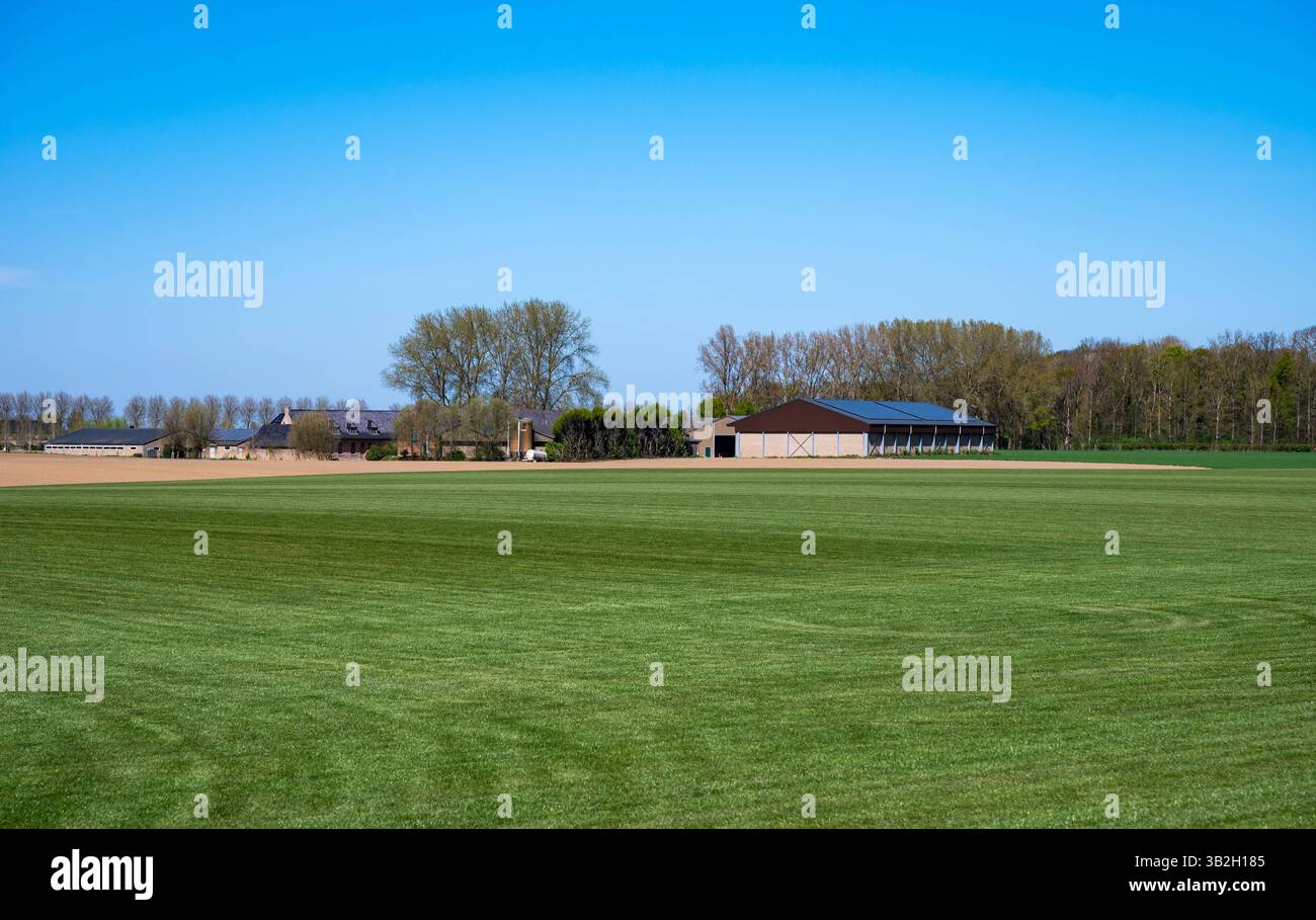 Green meadows and fresh agriculture fields at the Flemish countryside ...