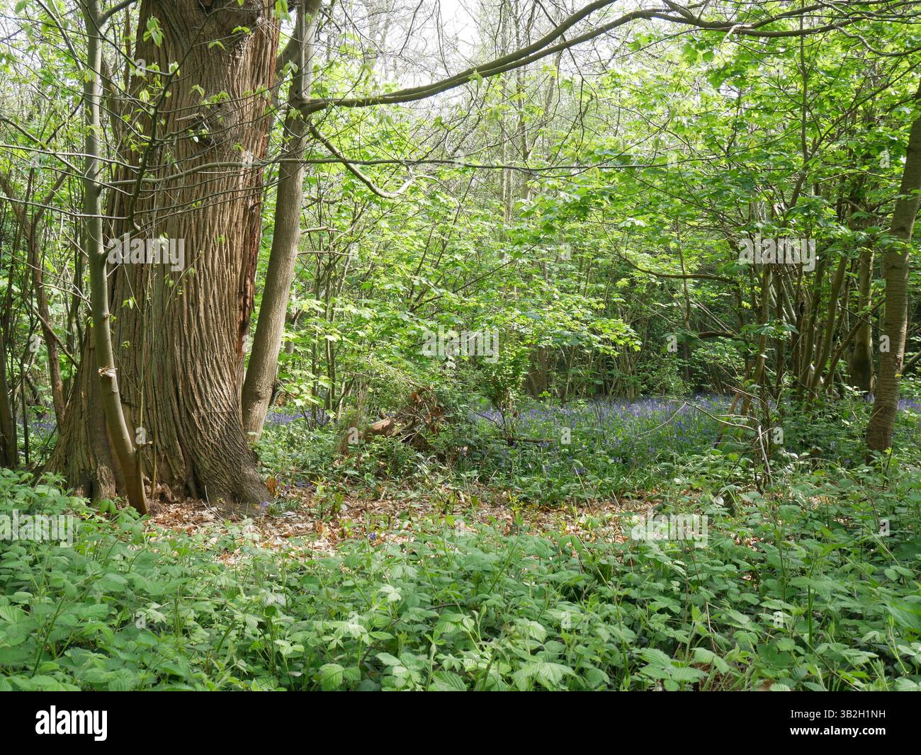 London Loop Part 2, Kent Stock Photo - Alamy