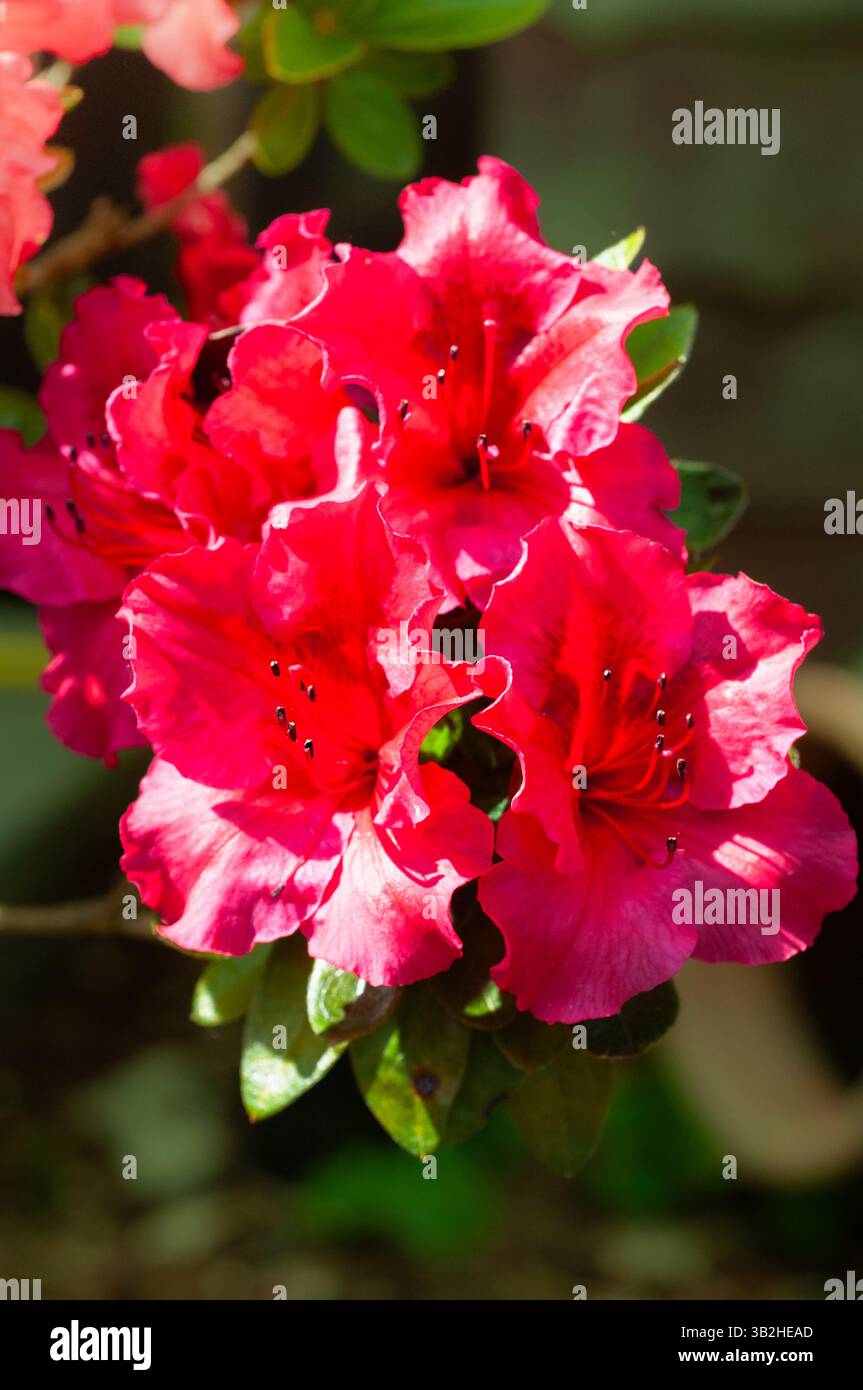 Here's a caption for the image: A vibrant cluster of red azalea flowers ...