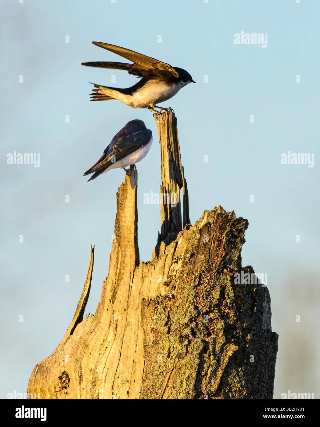 Pair of tree swallows return to tree stump Stock Photo - Alamy