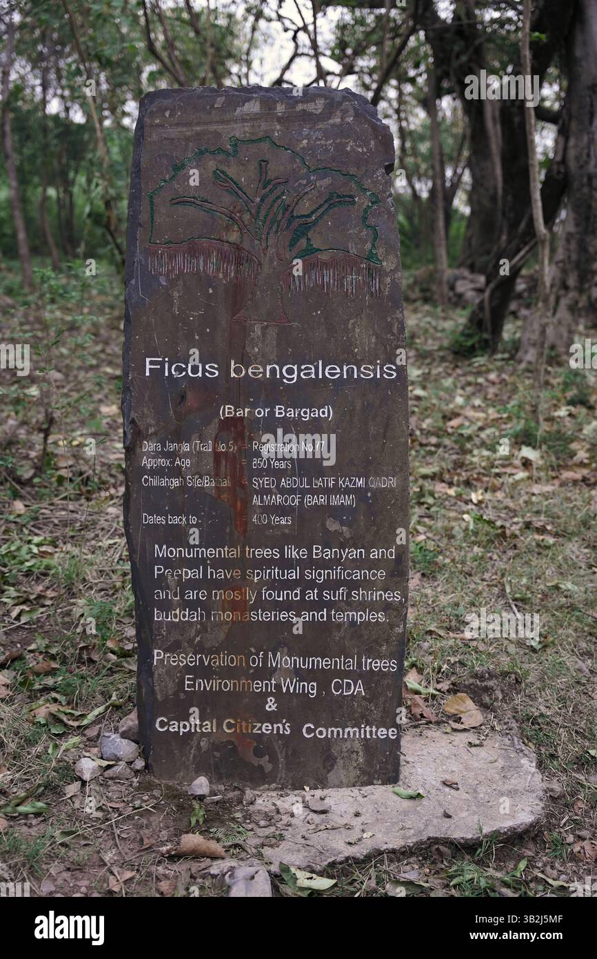 The name plate of the Bargad tree, age approx. 850 years stands in ...
