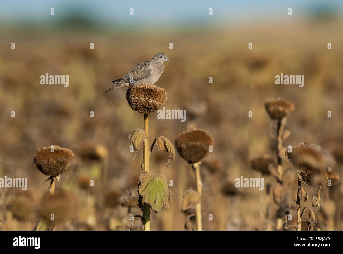 Picui Ground Dove, Columbina picui, Calden forest, La Pampa, Argentina ...