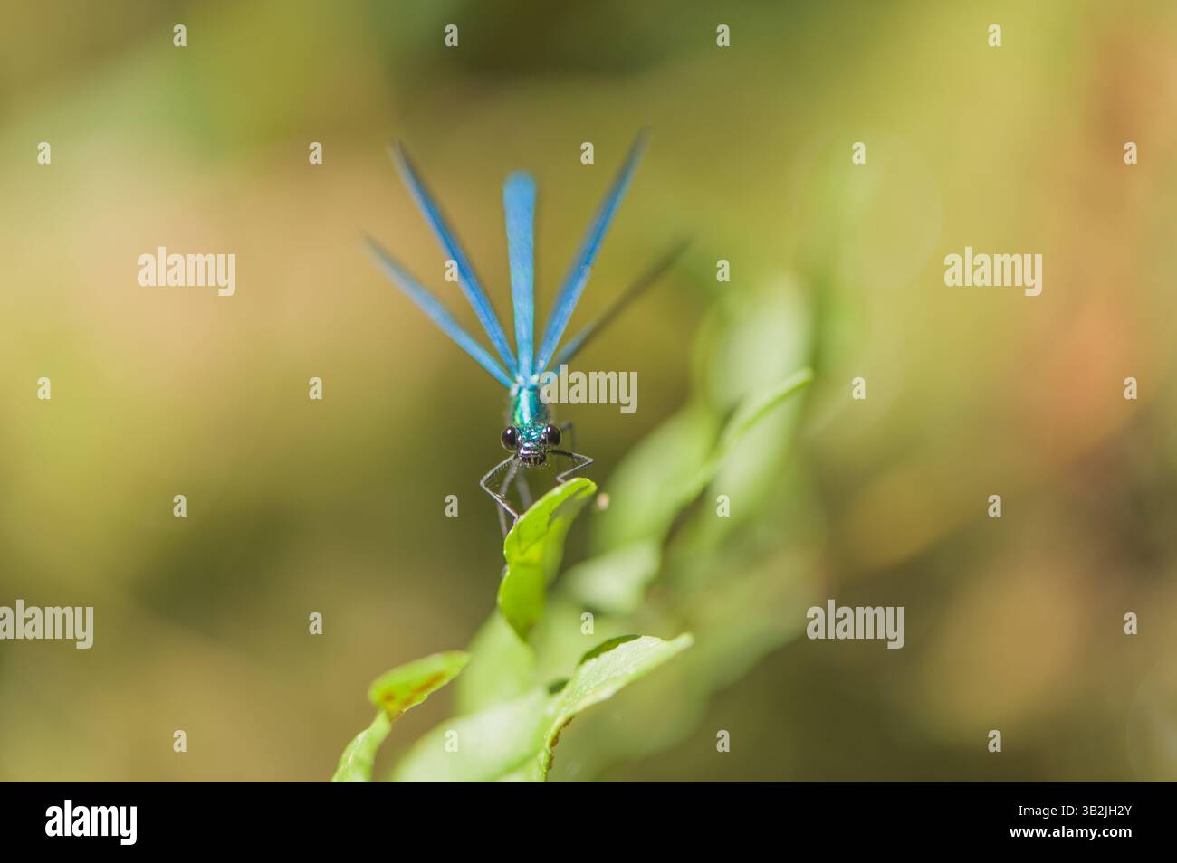 damselfly insect seen from the front with symmetrical wings Stock Photo ...