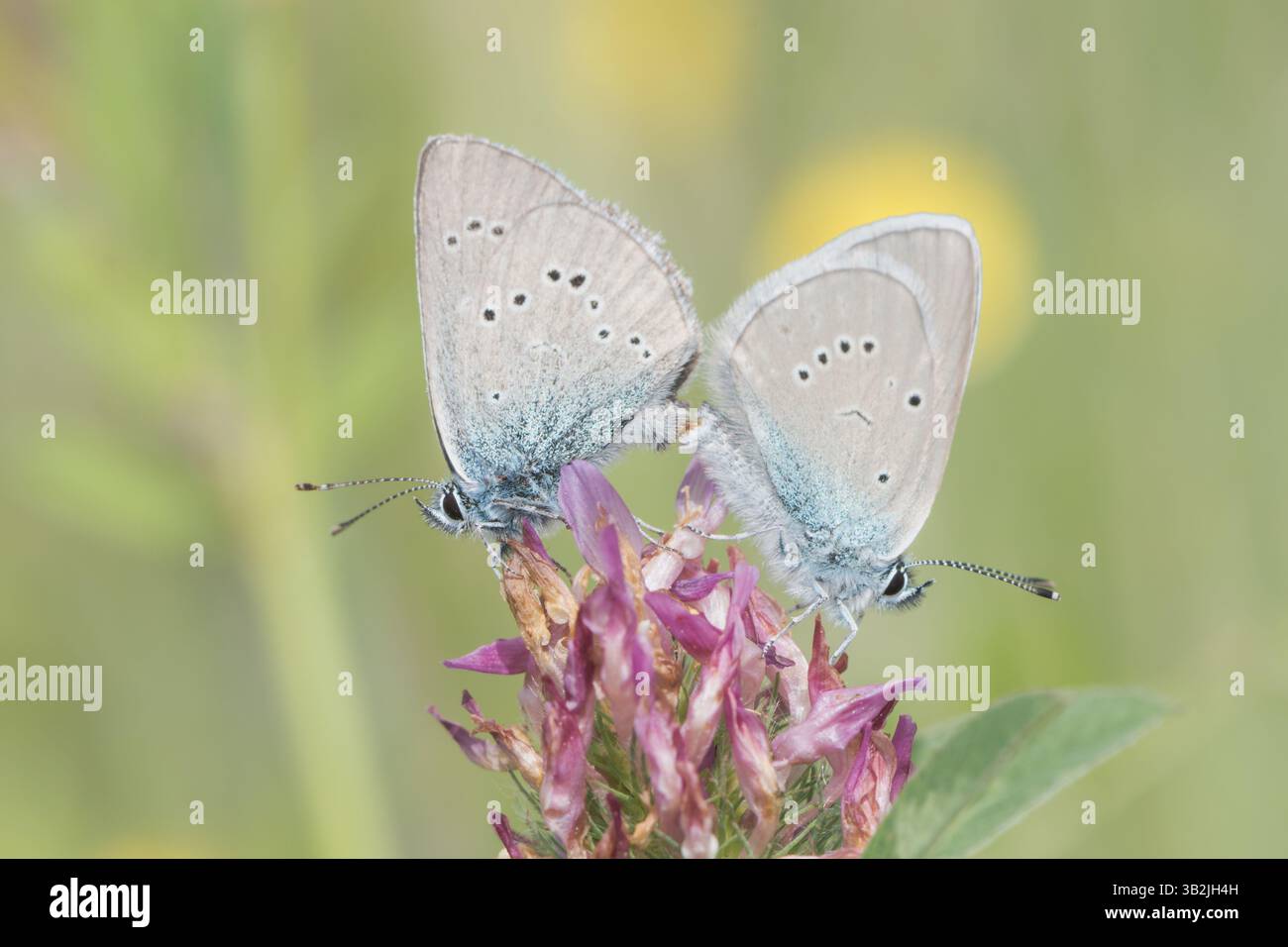 Nature pollinator hi-res stock photography and images - Alamy