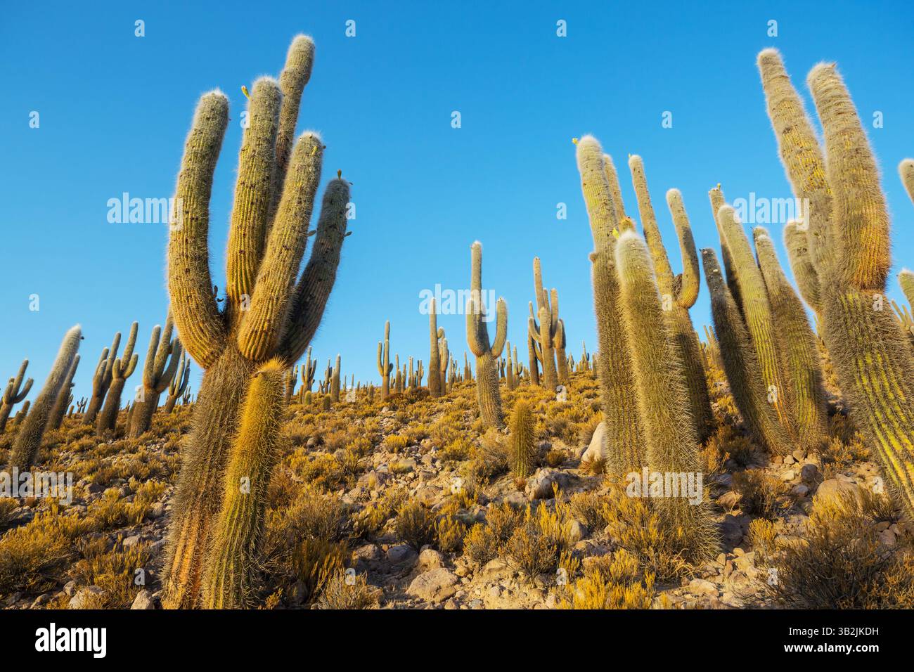 Giant cactus forest in Altiplano, Chile.. Surreal natural landscapes in Northern Chile, Atacama ...