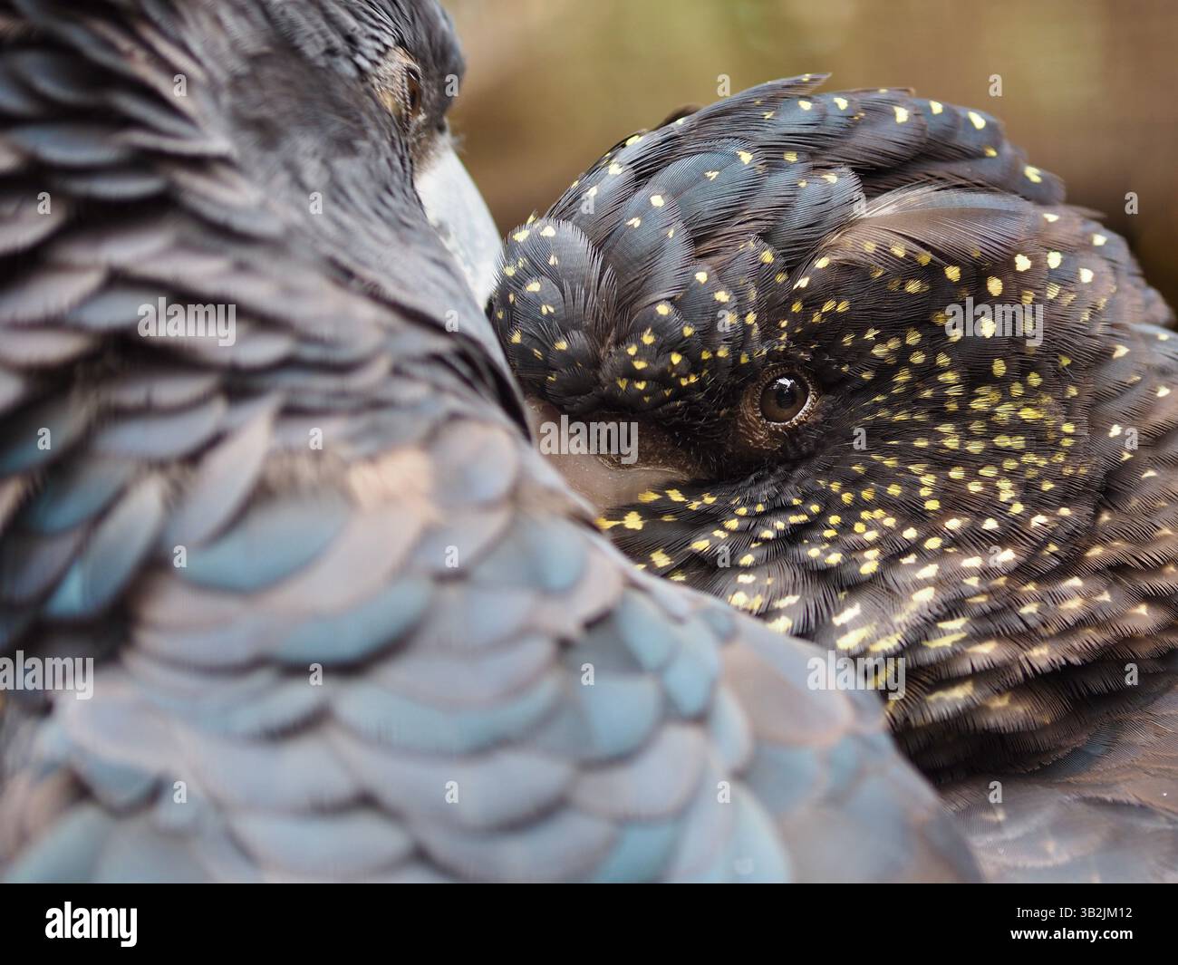 A closeup image of two loveable Red-tailed Black Cockatoos ...