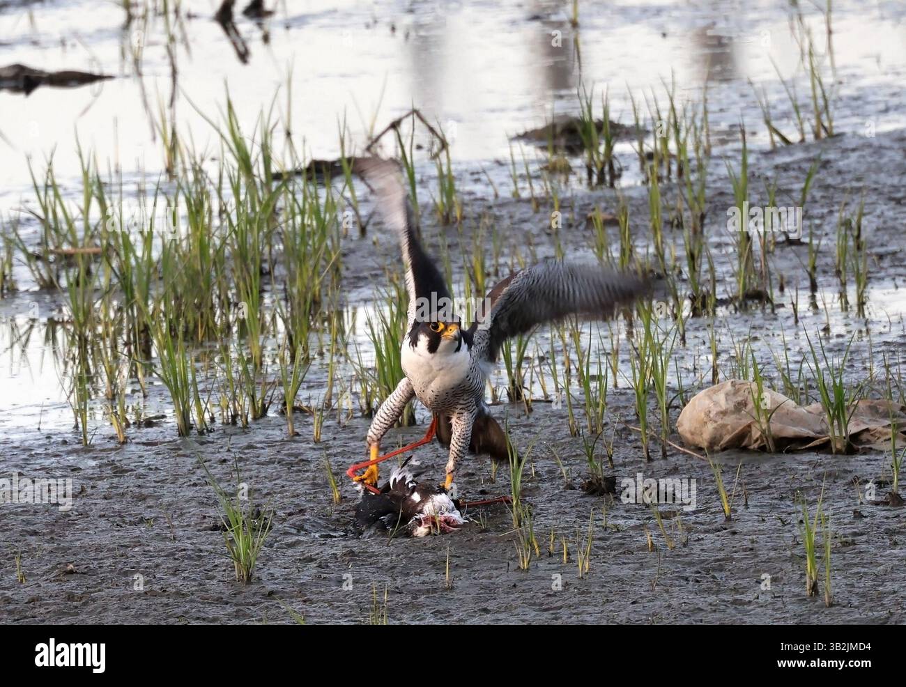28th Apr, 2025. Endangered animal A hawk holds a black-winged stilt in ...
