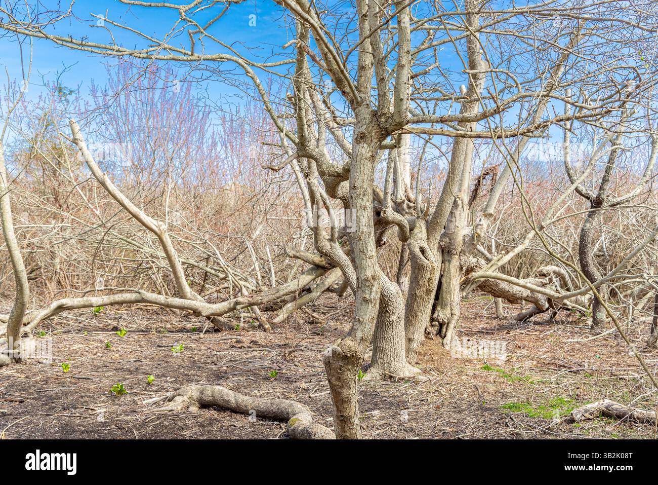 clearing with a jumble of trees Stock Photo - Alamy