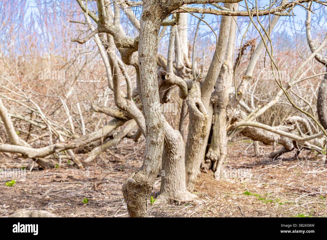 clearing with a jumble of trees Stock Photo - Alamy