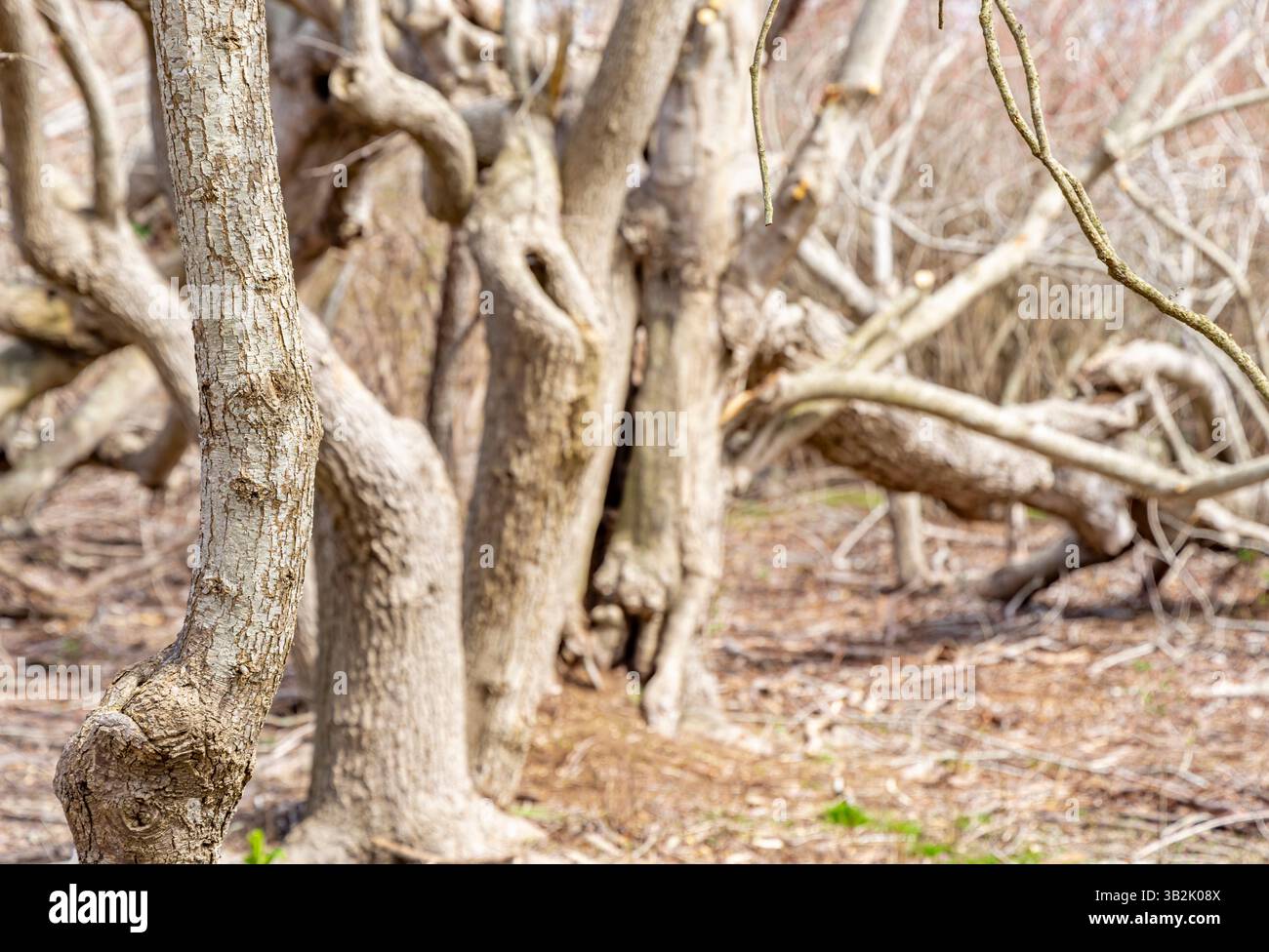 clearing with a jumble of trees Stock Photo - Alamy