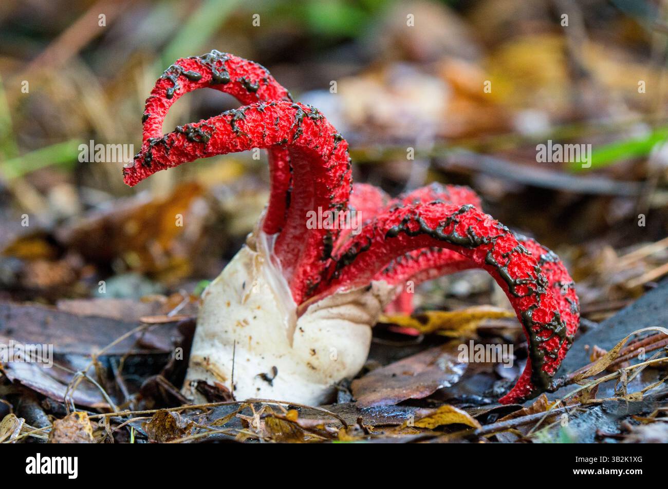 Macro photograph of a Clathrus archeri fungus considered invasive in ...