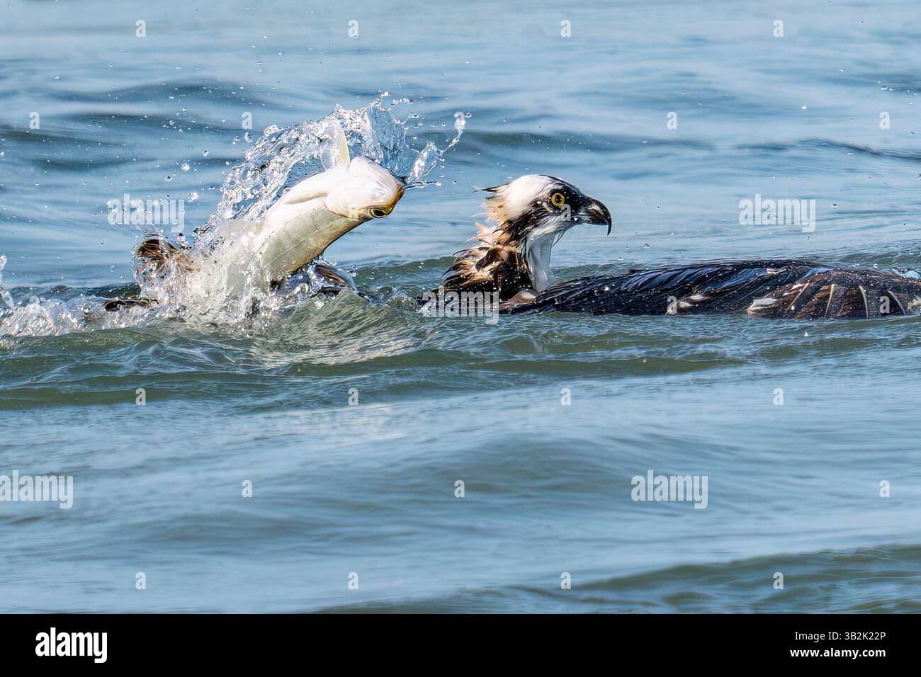 April 27, 2025, Vero Beach, Florida, USA: A fish jumps from the water ...