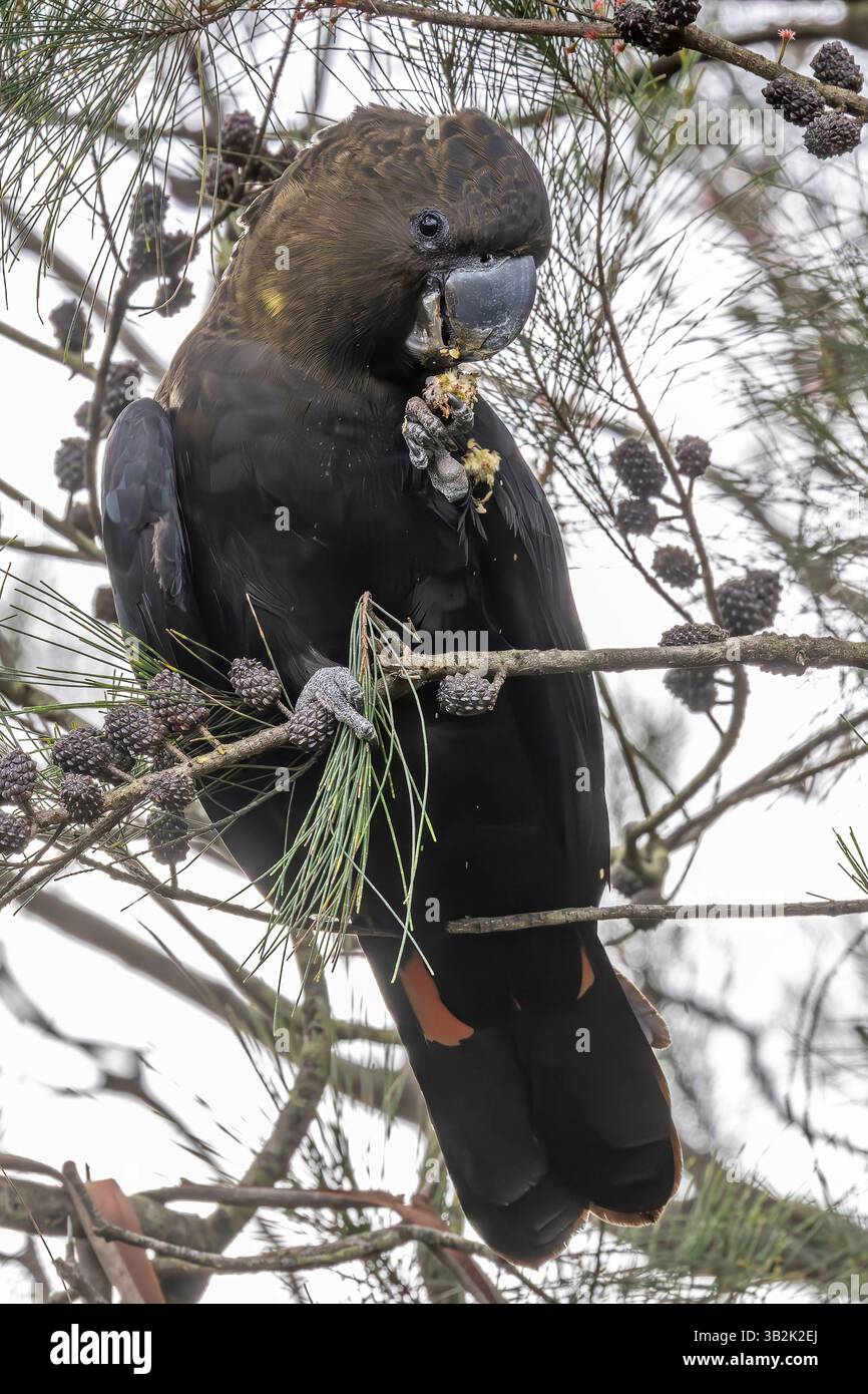 Glossy Black Cockatoo feeding on Casuarina tree seeds Stock Photo - Alamy
