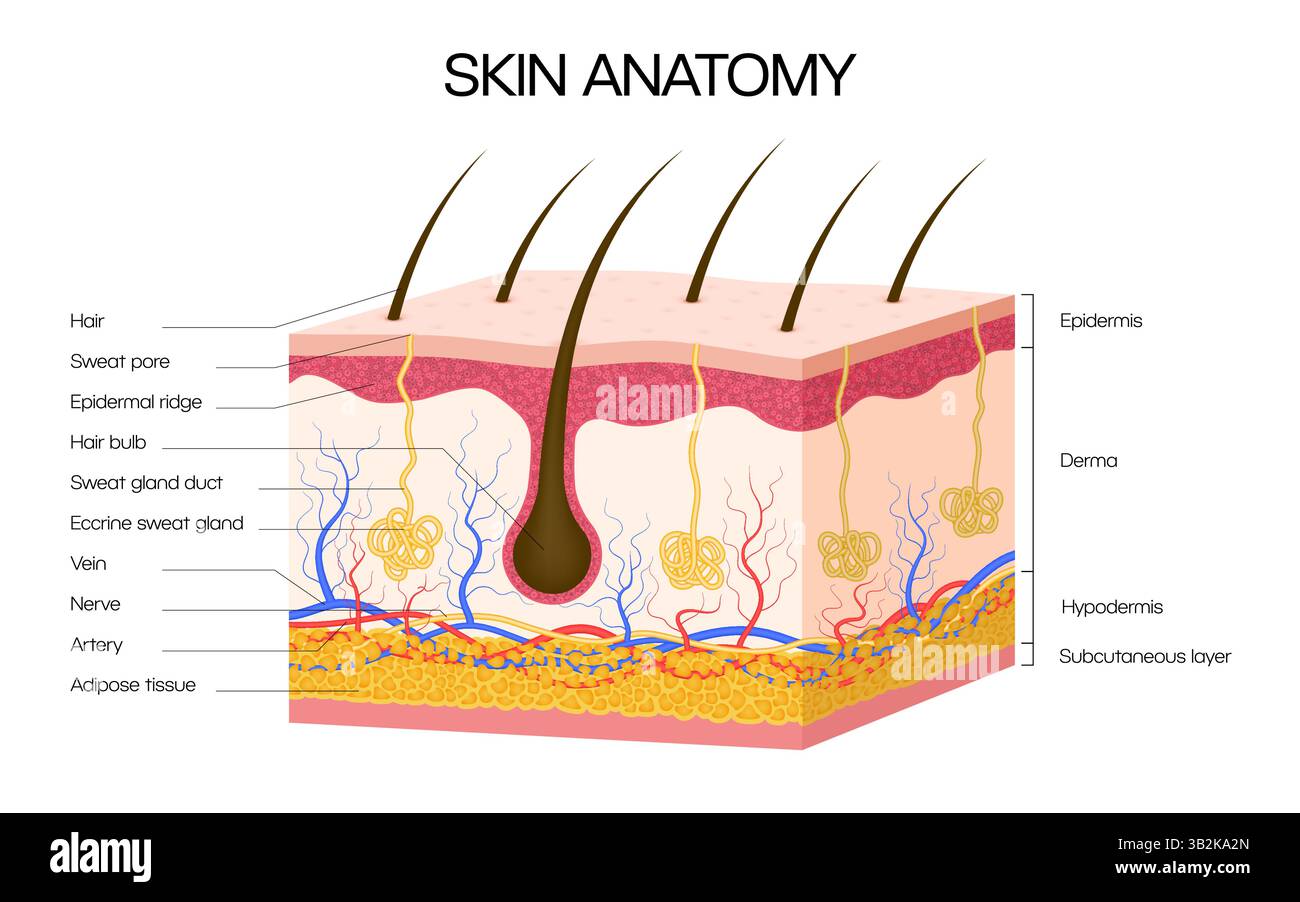 Human skin anatomy infographics. Vector medical cross sectional diagram ...