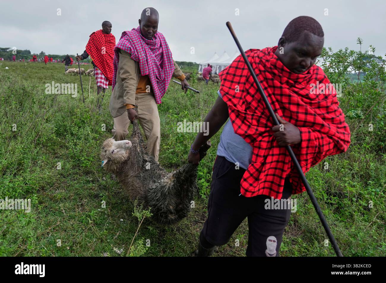 Men of the Maasai tribe carry a ram to be roasted and eaten, during the ...