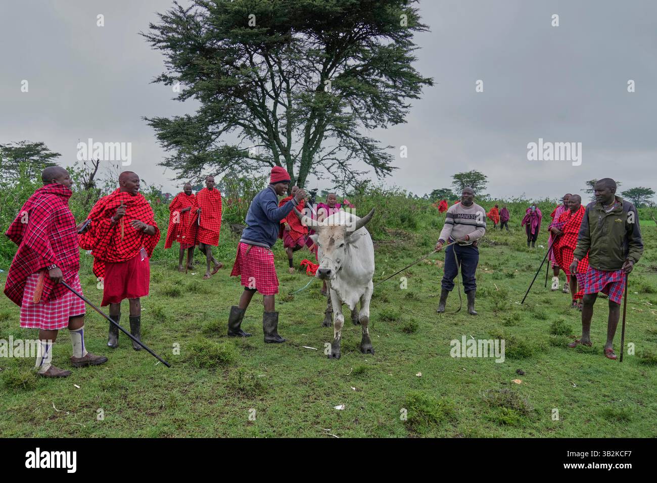 Men of the Maasai tribe slaughter a bull to be roasted and eaten ...