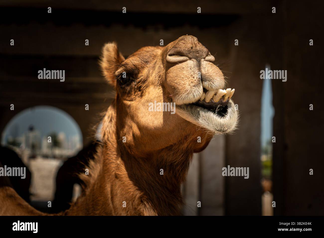 Close up funny face portrait of moroccan, cute, hairy camel animal with ...