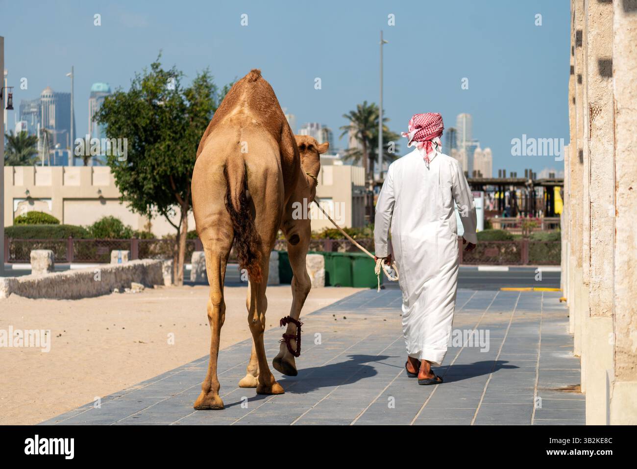 Bedouin and camel on city street. Doha in Qatar. A man in traditional ...