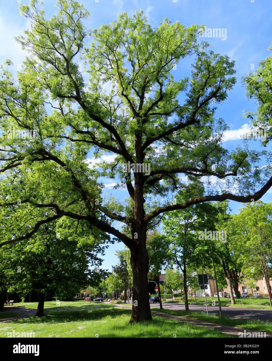 ...beeindruckend formschoen gewachsene Esche, behutsam unterstuetzt ...