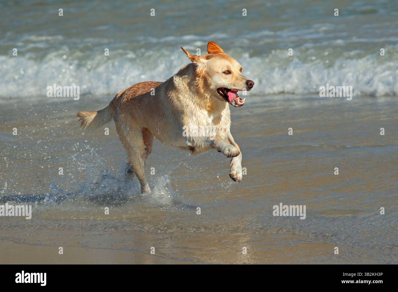 Exited golden retriever running and playing on the beach Stock Photo ...
