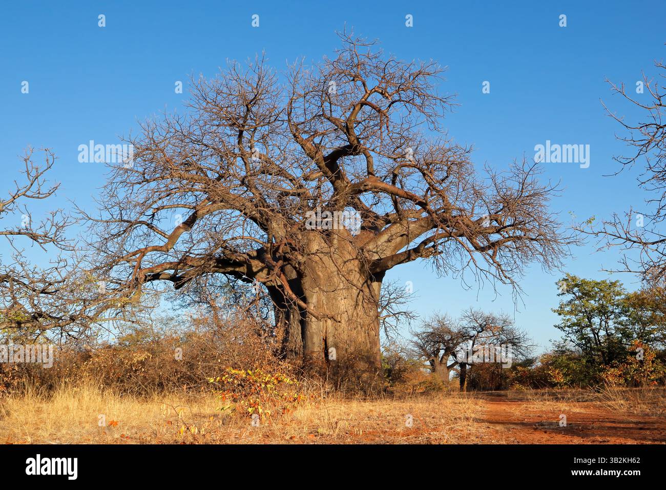 Large baobab tree (Adansonia digitata) in savanna during the dry season ...