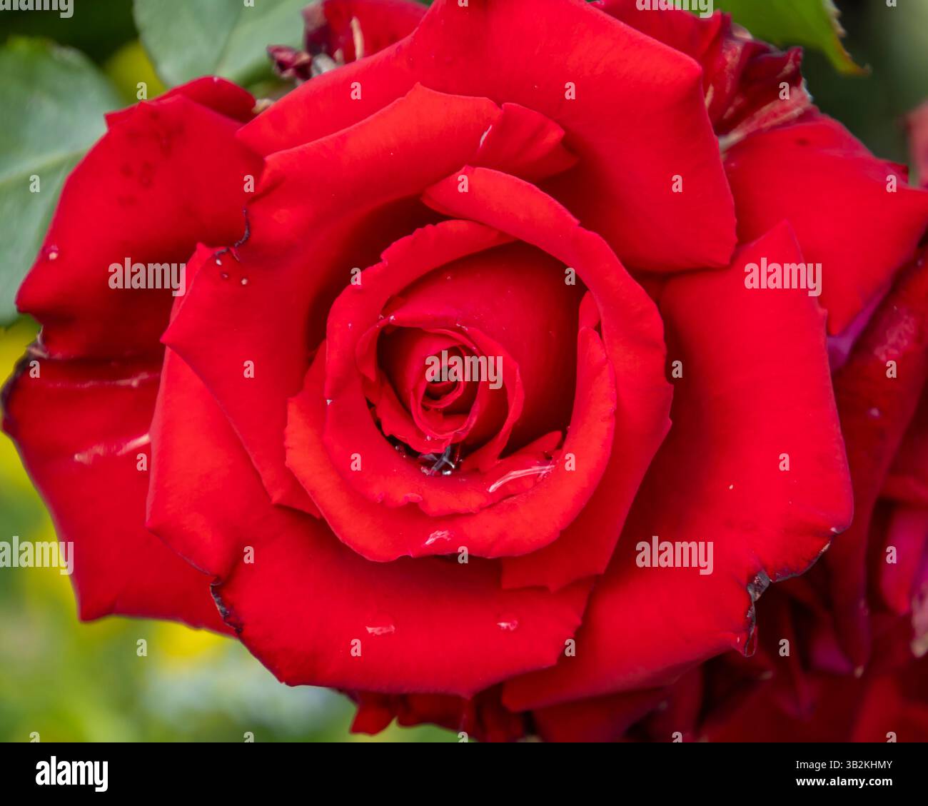 A stunning red rose displays its velvety petals, radiating beauty and ...