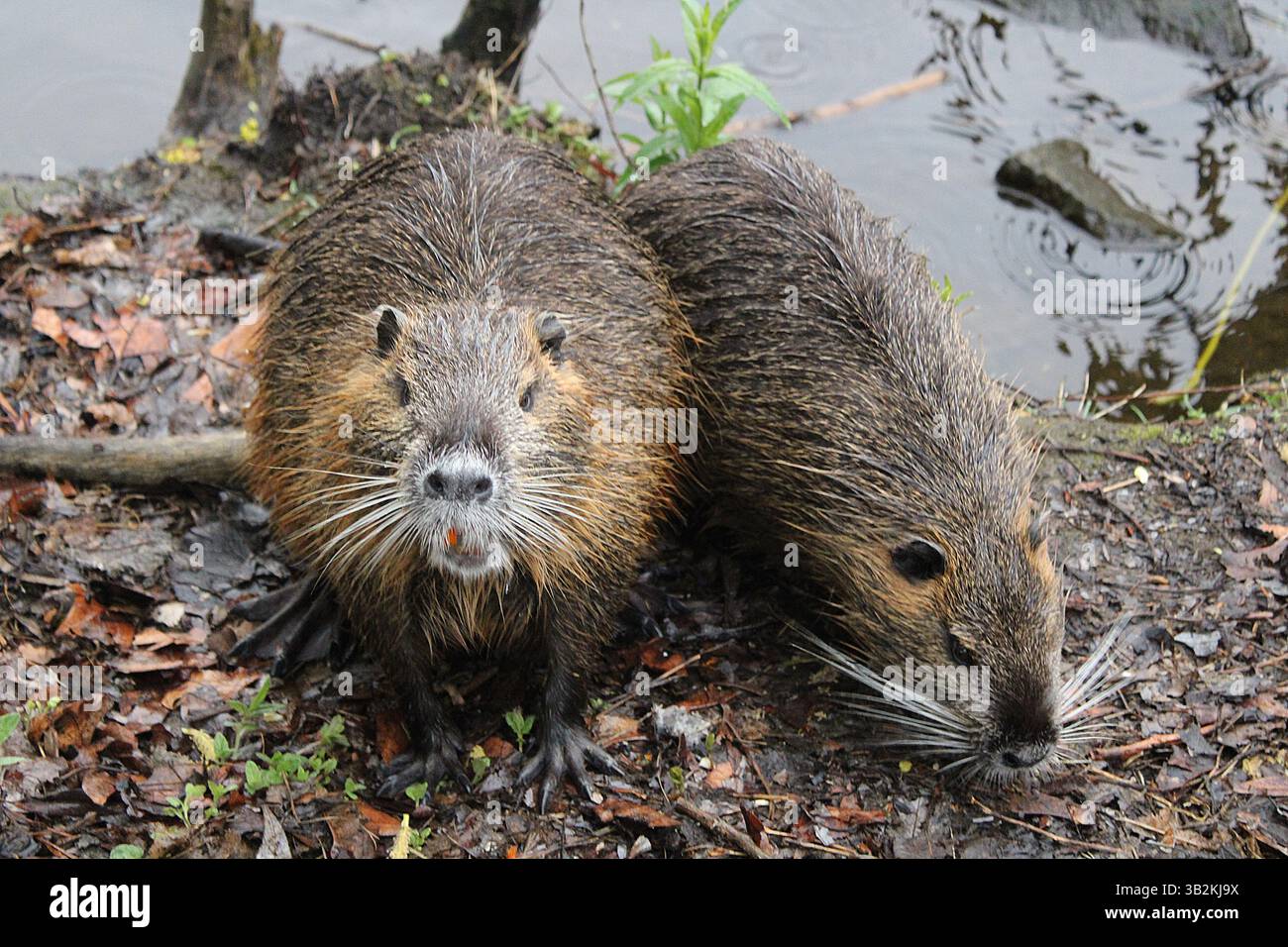 Two coypus nutrias myocastor hi-res stock photography and images - Alamy