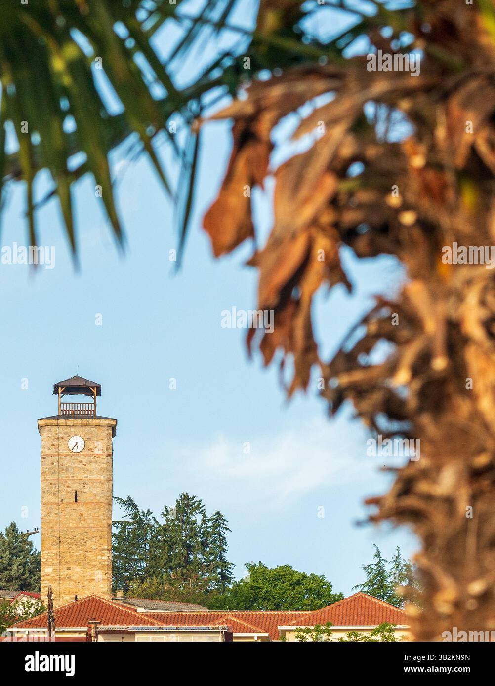 Time Stands Still: Old City Watch Tower Framed by Palm Tree Stock Photo ...