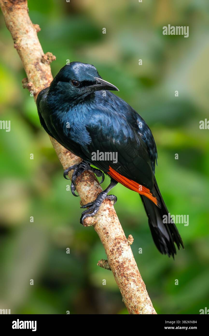 Red-winged Starling - Onychognathus morio, beautiful colored starling ...