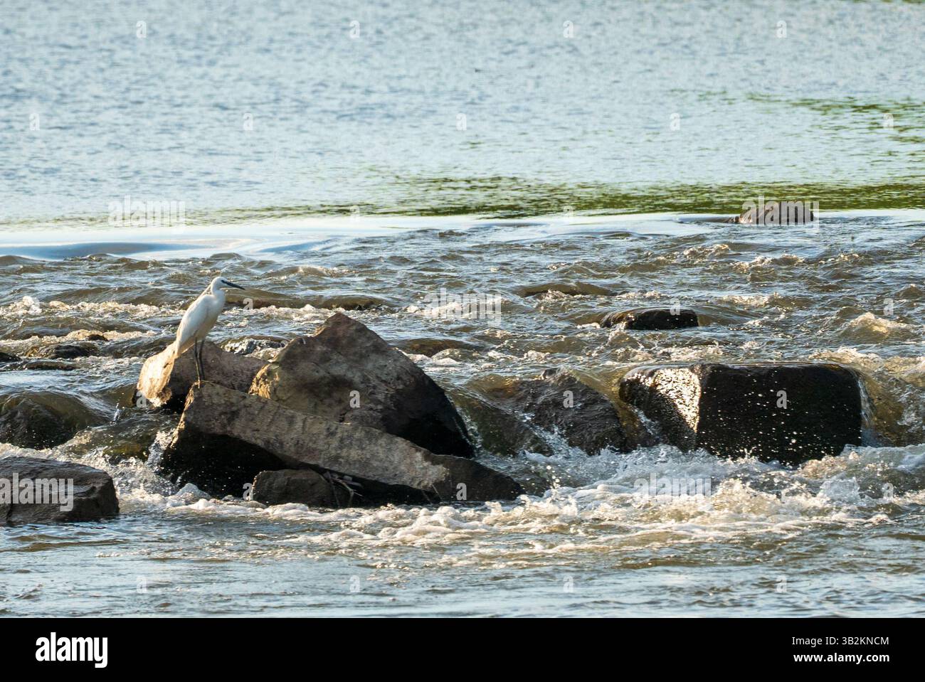 Silent Hunter by the River Stones Stock Photo - Alamy